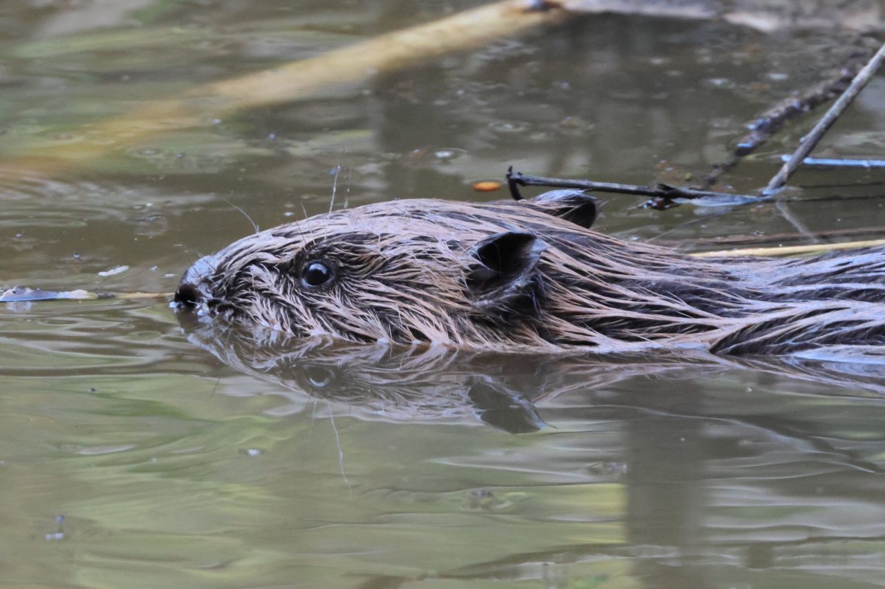 Europäische Biber in Luxemburg: neue Broschüre der Naturverwaltung (23. ...