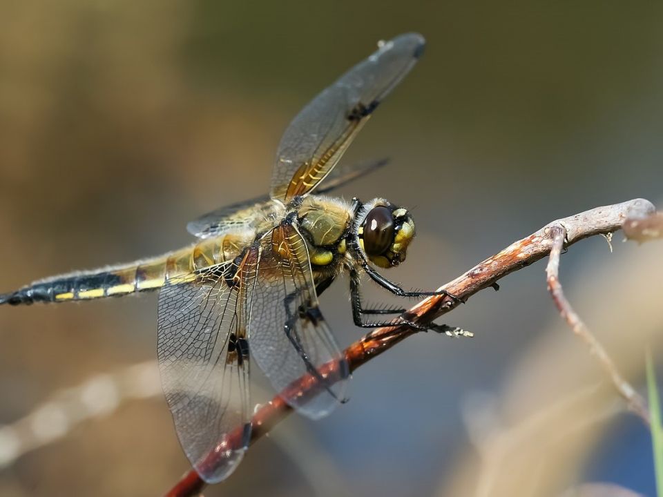 Libellules - Natur - Portail de l'environnement - emwelt.lu - Luxembourg